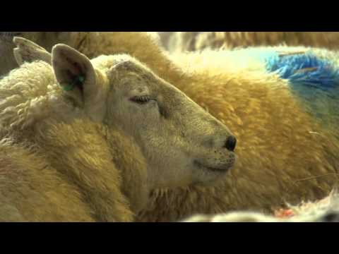 The Benefits of EID Recording in Sheep