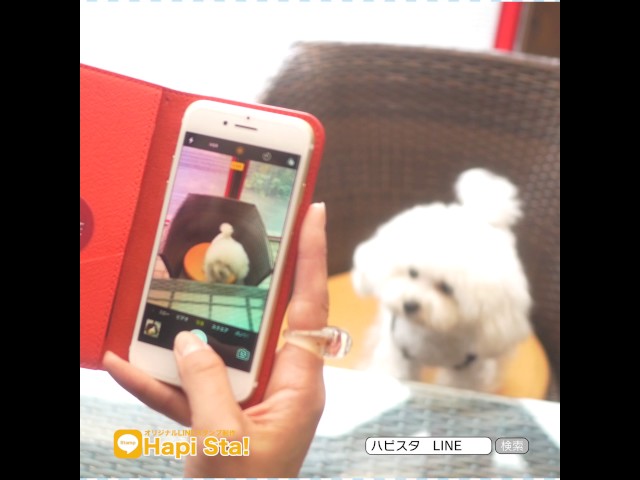殺処分0実現に向けて 公益社団法人福岡県獣医師会「いのちをつなぐ委員会」とオリジナルLINEスタンプ制作サービス「Hapi Sta!」 が提携 | PR EDGE