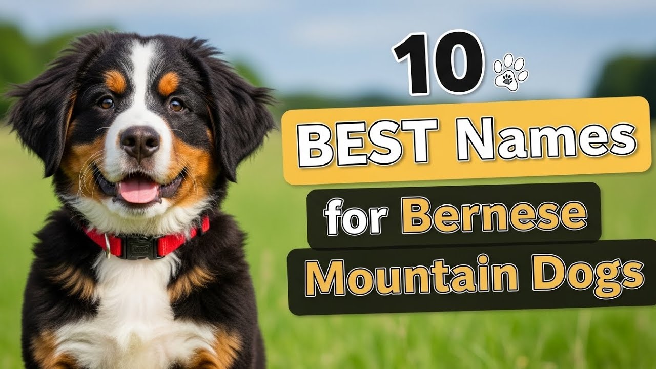 10 BEST Names for Bernese Mountain Dogs 🐶❄️ (Perfect for Your Fluffy Giant!)