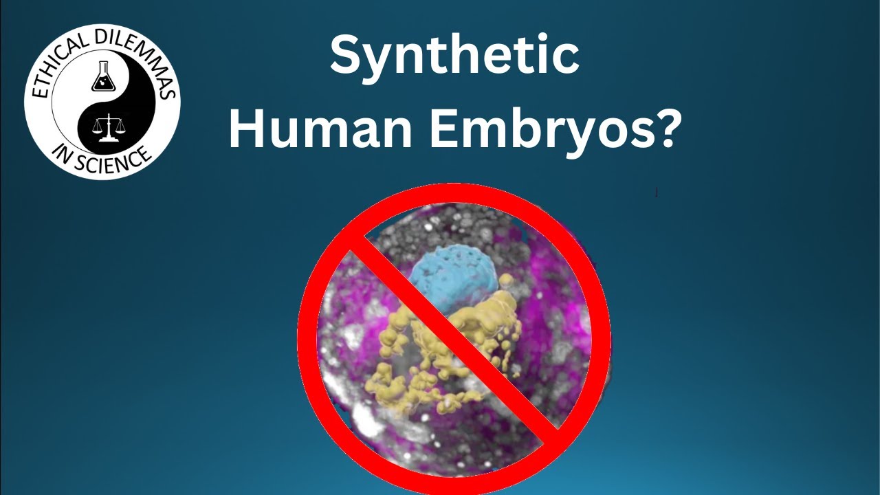Should research on synthetic human embryos be restricted?