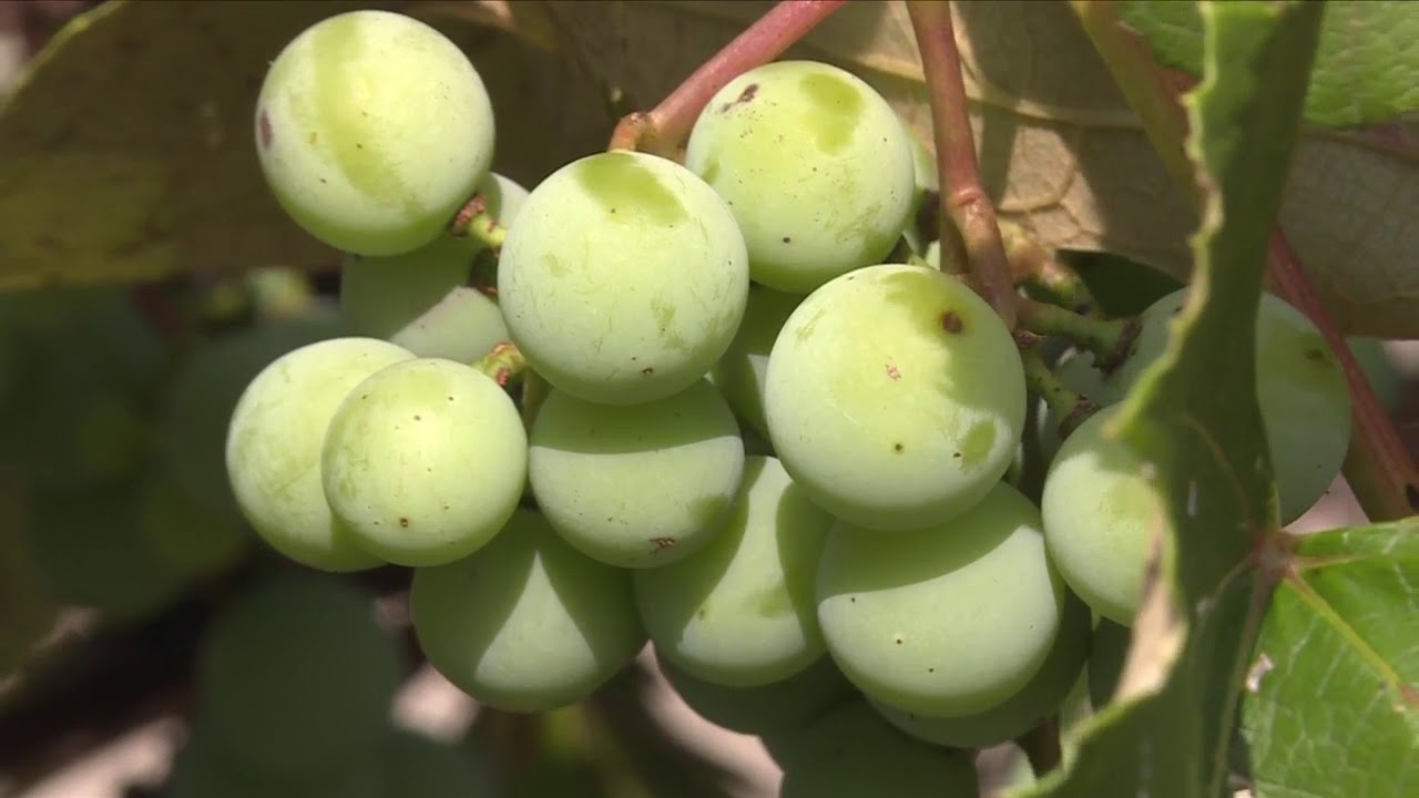 Road Trippin': Warner Vineyards boasts award-winning wines and spectacular views