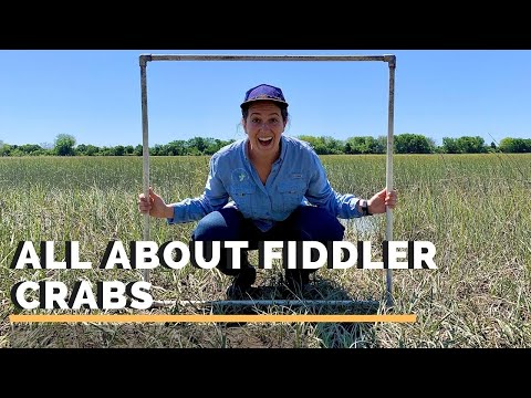 Fiddler Crab Lesson: Lower Elementary
