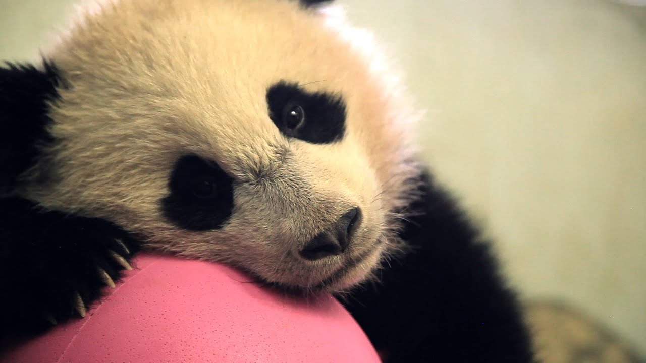 How Do Pandas Play?