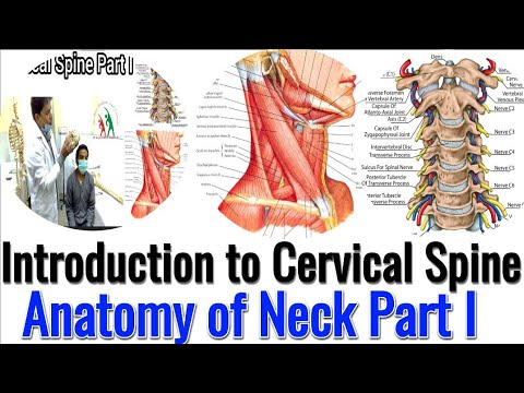 Cervical Spine|Anatomy|Neck Movements|Introduction of Neck|Neck Compartments|Ant.& Post. Triangles