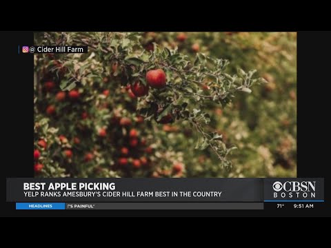 Amesbury Farm Named Top Apple Picking Spot In The US, According To Yelp