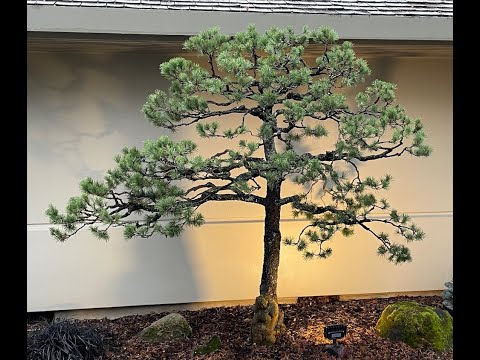 Shore Pines Pruned in Japanese Style (Before & After) | Good News Tree ...