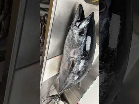 "Albacore Tuna: Surprising Facts You Need to Know!"
