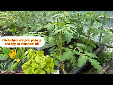 Cách Bón Phân và Chăm Sóc Cây Cà Chua/Thu Hoạch Một Ít Dâu Tây ở Vườn