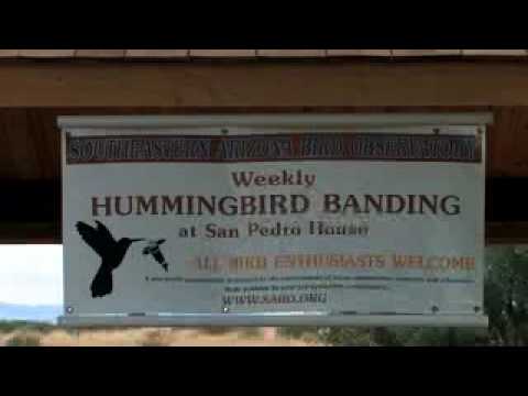 Hummingbird Banding