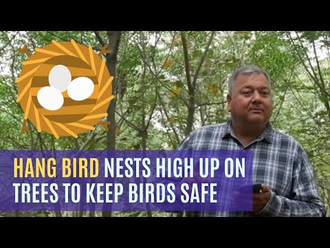 Hang bird nests high up on trees to keep them safe | @PeepalBaba-Givemetrees