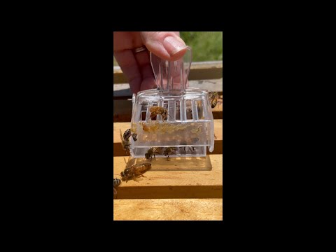 What Happens After I Rescue a Colony of Bees