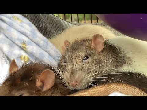 Cute Pet Rat Boggling