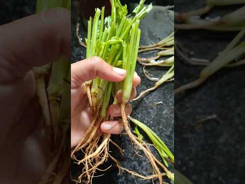 Regrow Coriander From Roots тЩ╗я╕ПЁЯМ▒ #shorts #gardening