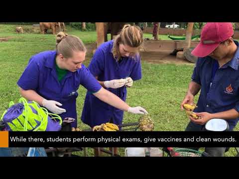 Study Abroad Experiences: Animal Science