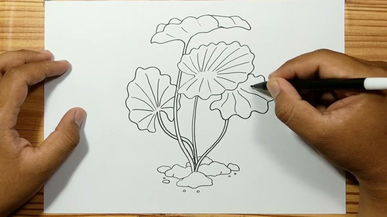 UNDERWATER PLANT DRAWING