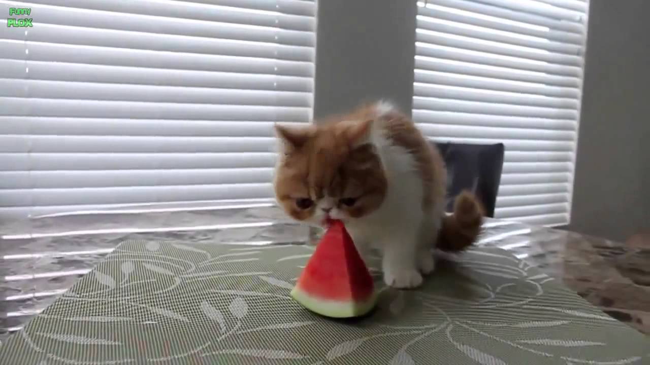 Animals Eating Watermelon Compilation 2013 NEW HD]