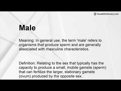 Male Meaning
