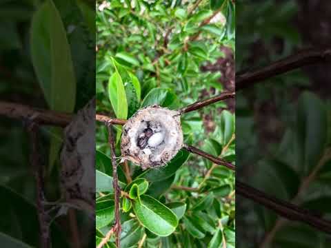 The size of these hummingbird eggs in their nest