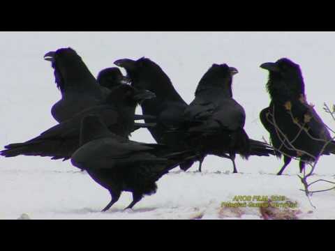 Ravens in Sweden, video | Dear Kitty. Some blog