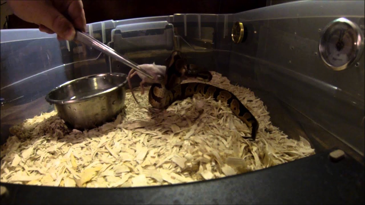 Ball Python Strike Slow Motion
