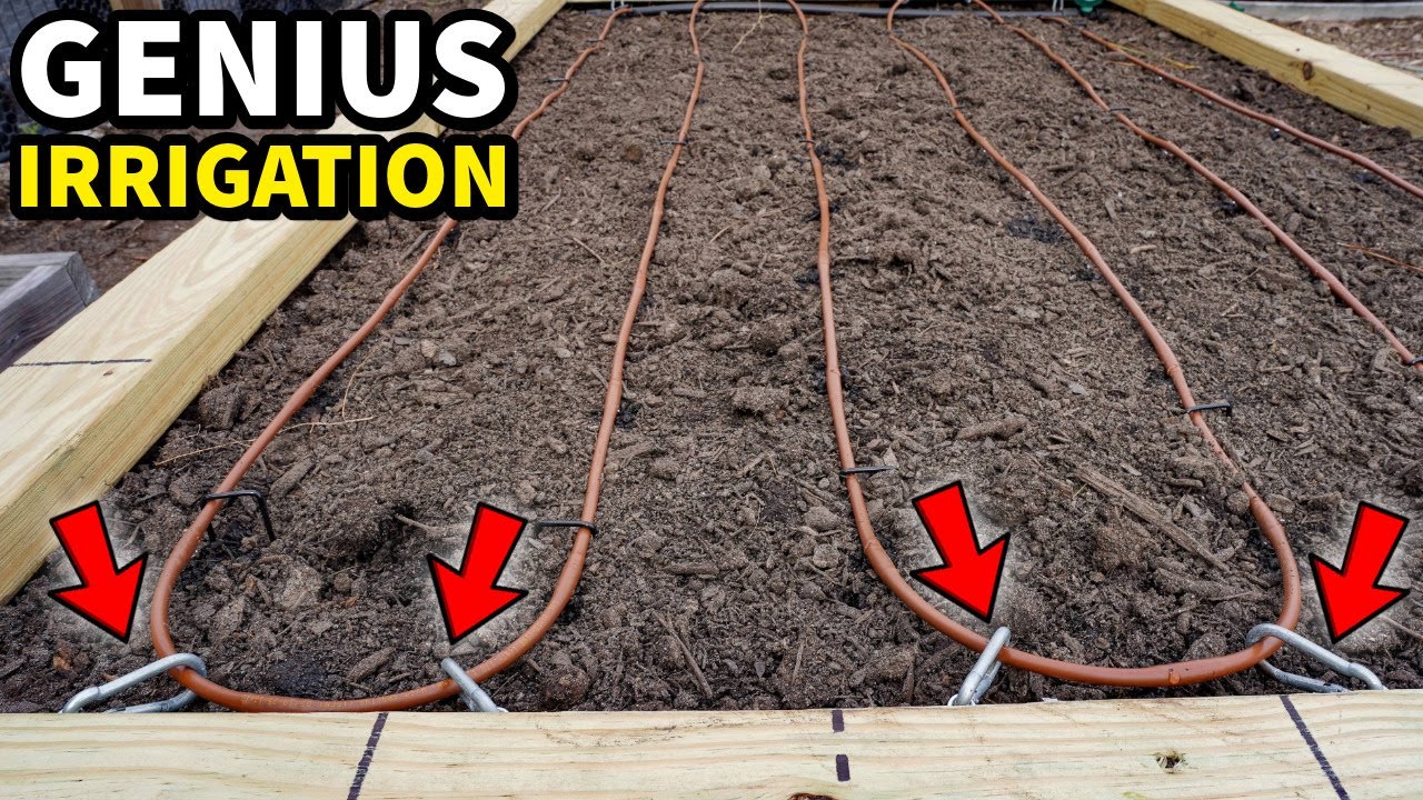 This New Way To Install DRIP IRRIGATION Is Genius!