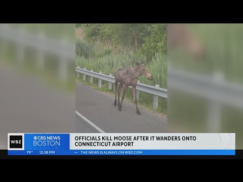 Moose killed after wandering onto Connecticut airport property