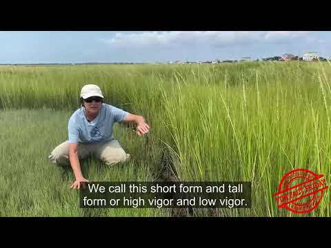 Fun Fact Friday: Spartina alterniflora