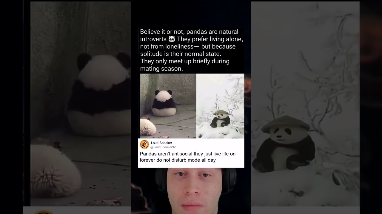 Pandas On Permanent Do Not Disturb Mode