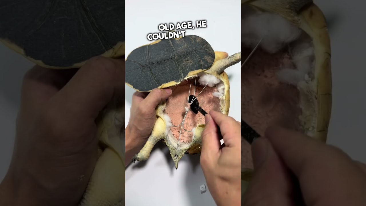 He Wants to Keep His Turtle Forever 🐢