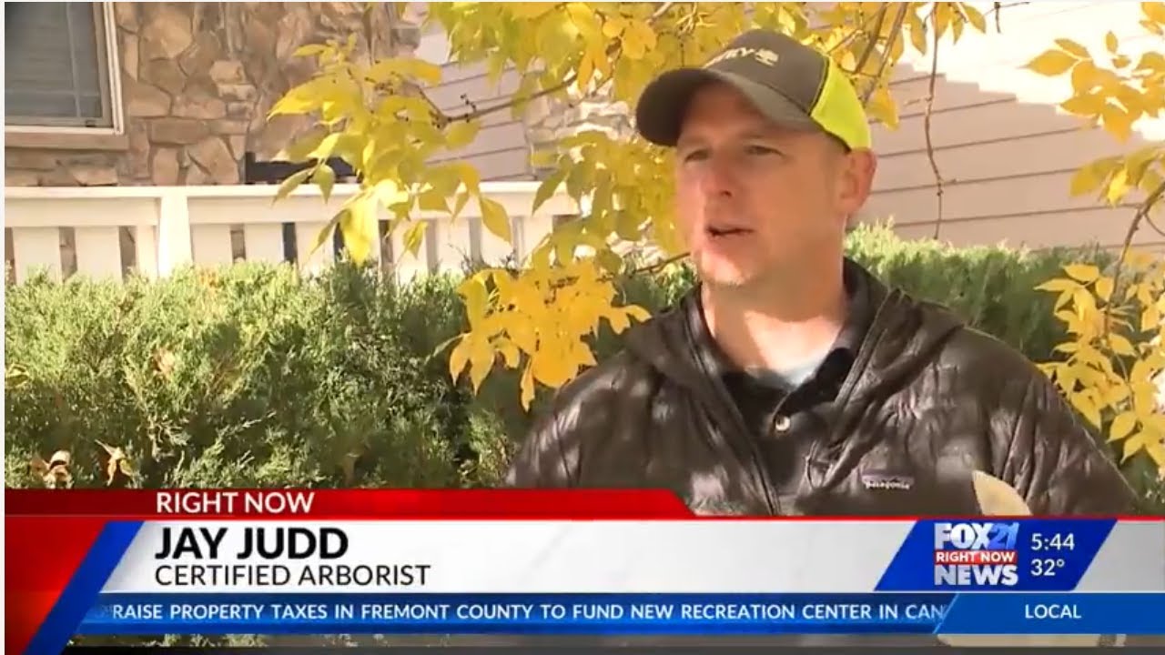 Time to trim your trees before winter moves in