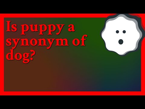 If you are asking why the term puppy is used to refer to a small, young dog, the answer is in its...