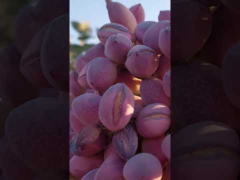 Pistachio trees and pistachio clusters