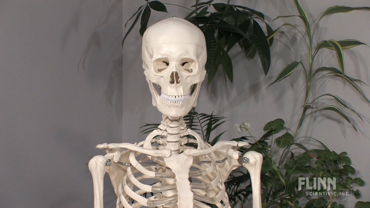 Standard Skeleton