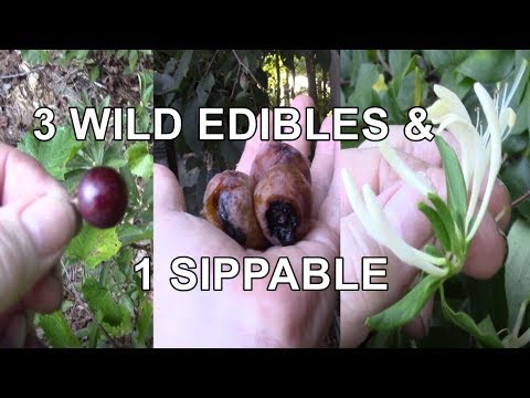 Persimmons Wild Grapes (Muscadines) Huckleberries Honeysuckle Wild Edibles