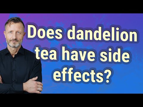 Does dandelion tea have side effects?