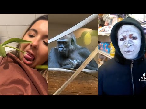 TikTok Memes That Could Beat 1 Gorilla In A Fight ????