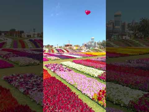 Flower Fields at Expo 2023 Doha