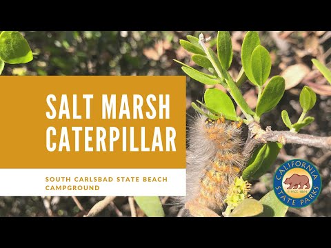 Salt Marsh Caterpillar