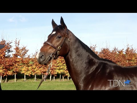 TDN New Stallions, Sergei Prokofiev