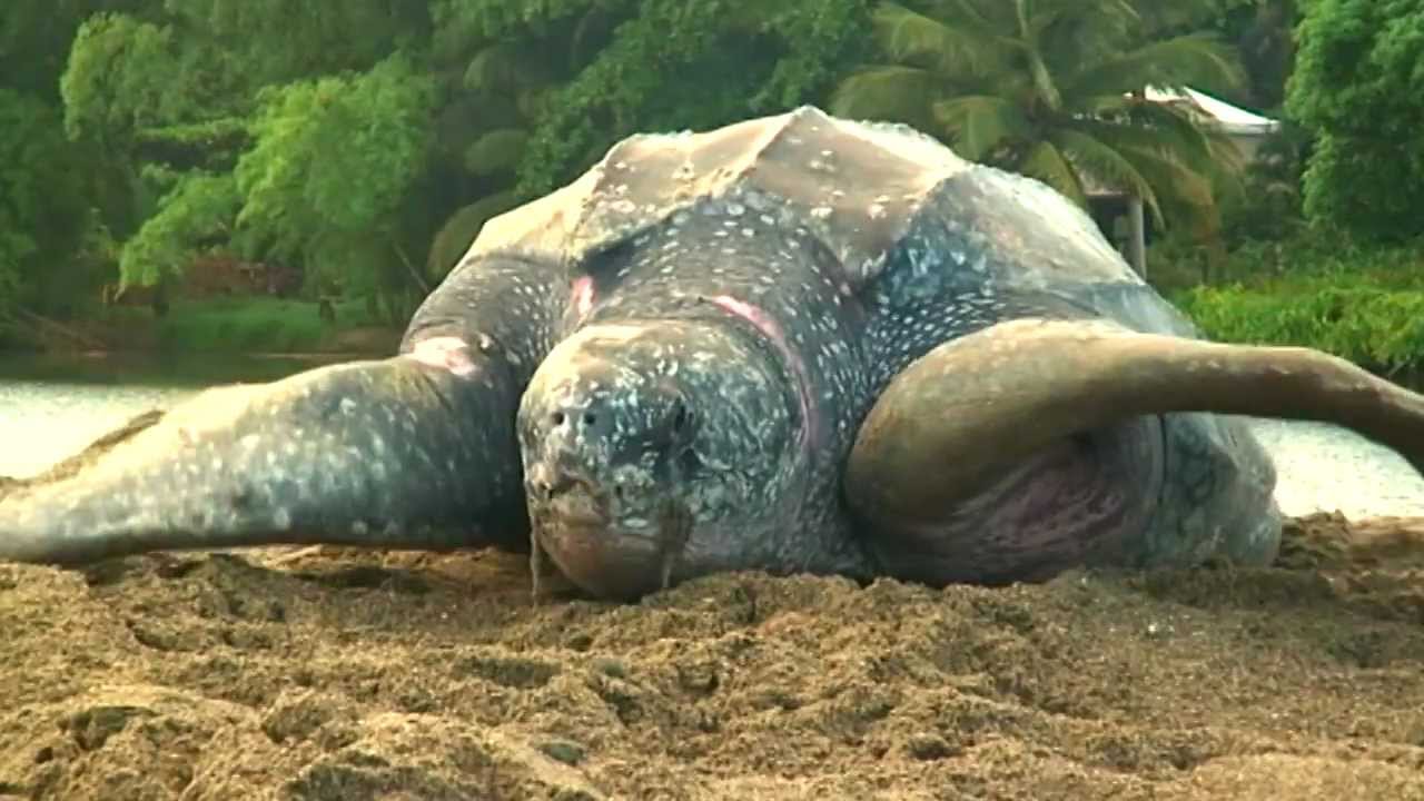 Sea Turtle Nesting Video