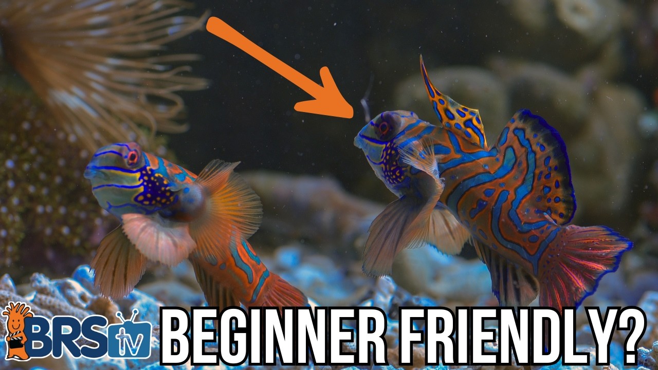 5 Easy Saltwater Fish for Beginners!