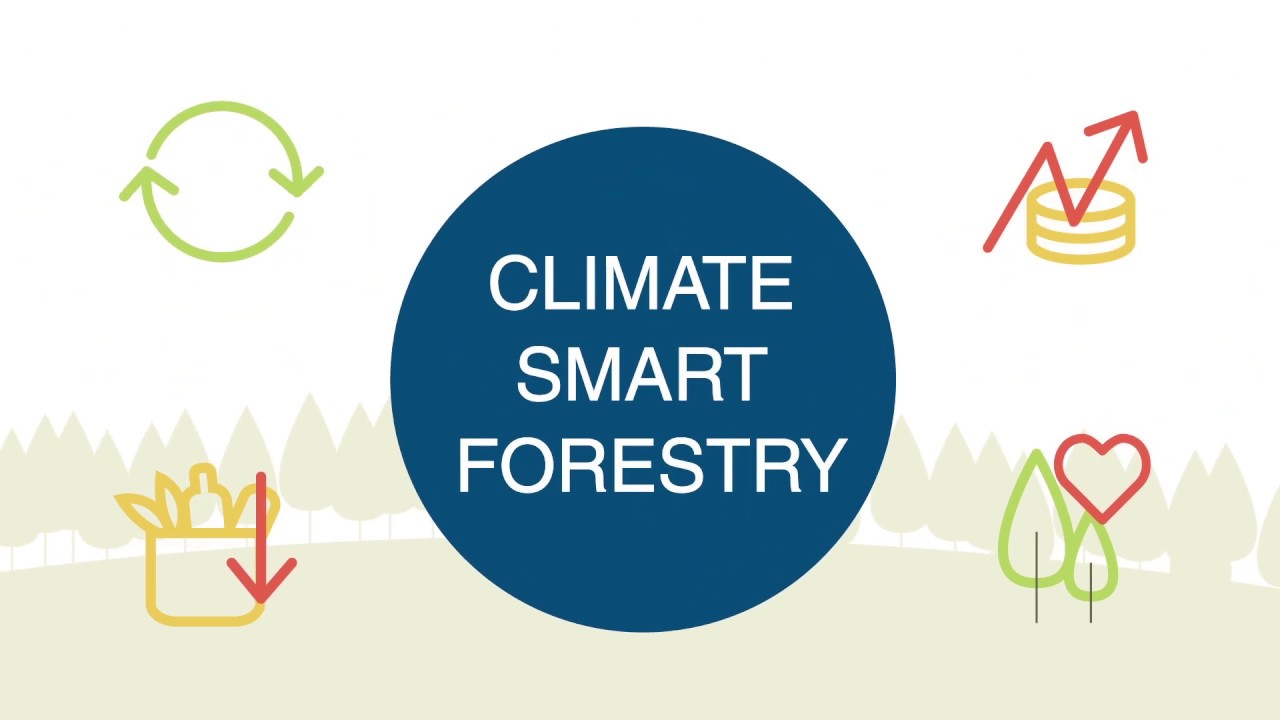 Climate Smart Forestry