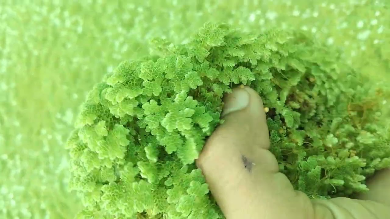 AZOLLA FARMING mo.9923312439