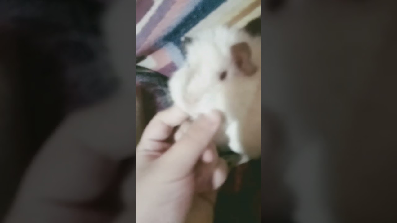 cobachito