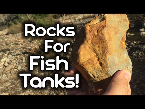 Collecting Rocks for Fish Tanks