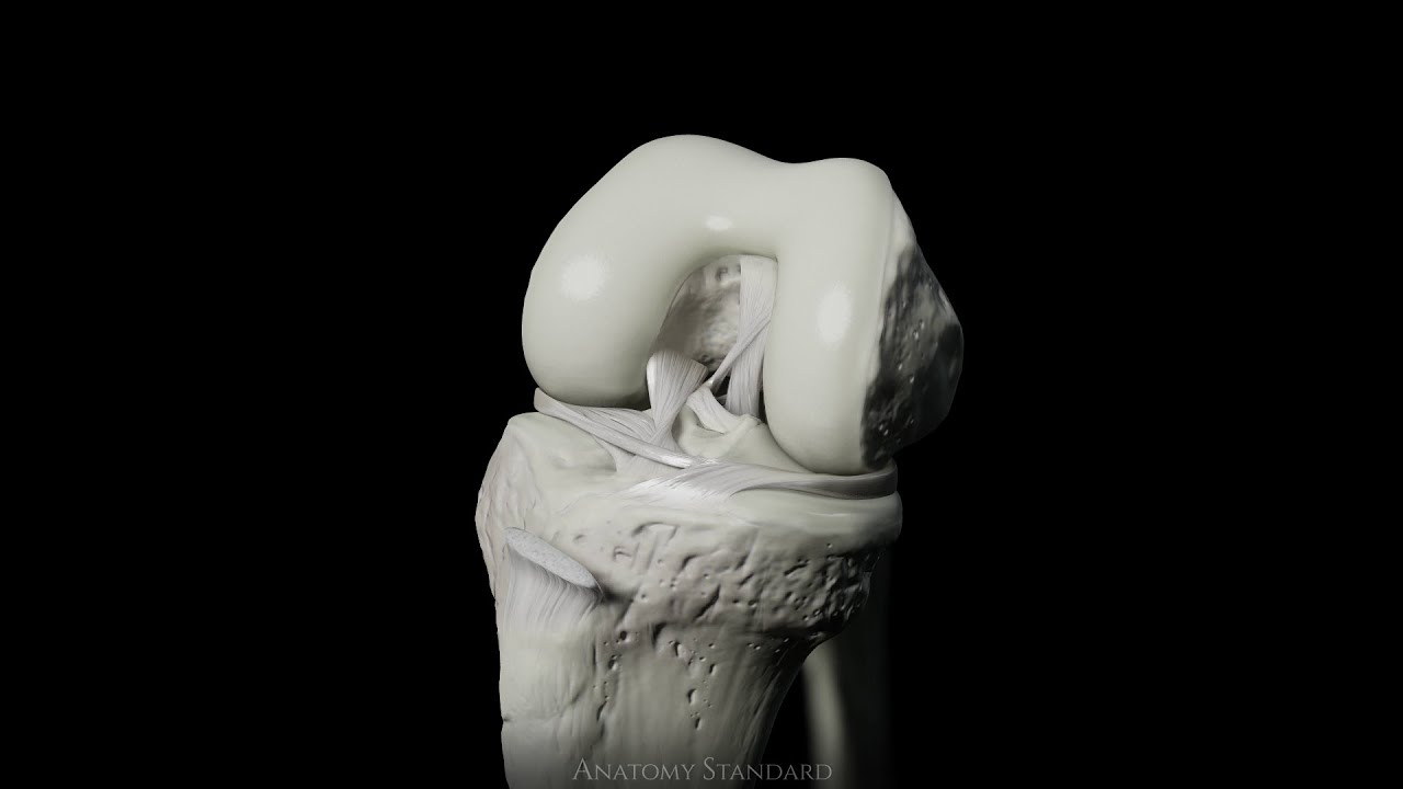 Visualization of the Knee biomechanics