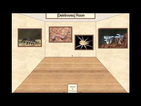Consumers, Detritivores and Saprotrophs