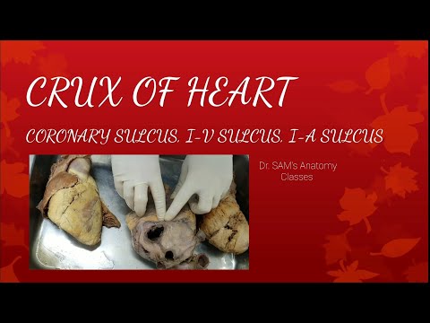 Crux of Heart | Coronary Sulcus | Interventricular Sulcus | Interatrial Sulcus | Coronary Sinus