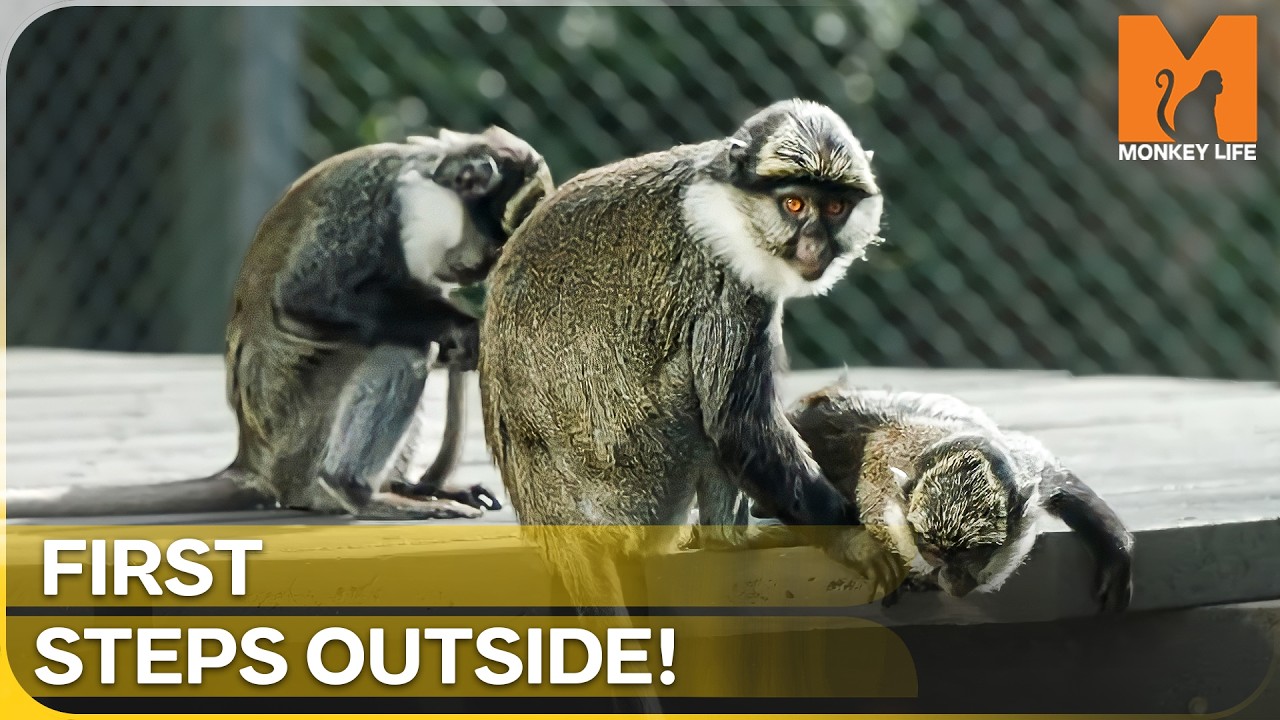 The Rarest Monkeys on Earth Get a MASSIVE Upgrade | Monkey Life | Season 15 Epiode 17
