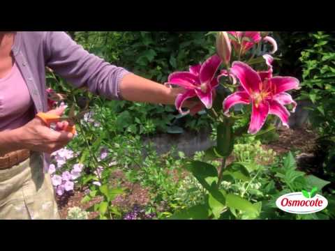 How To Prune Lilies